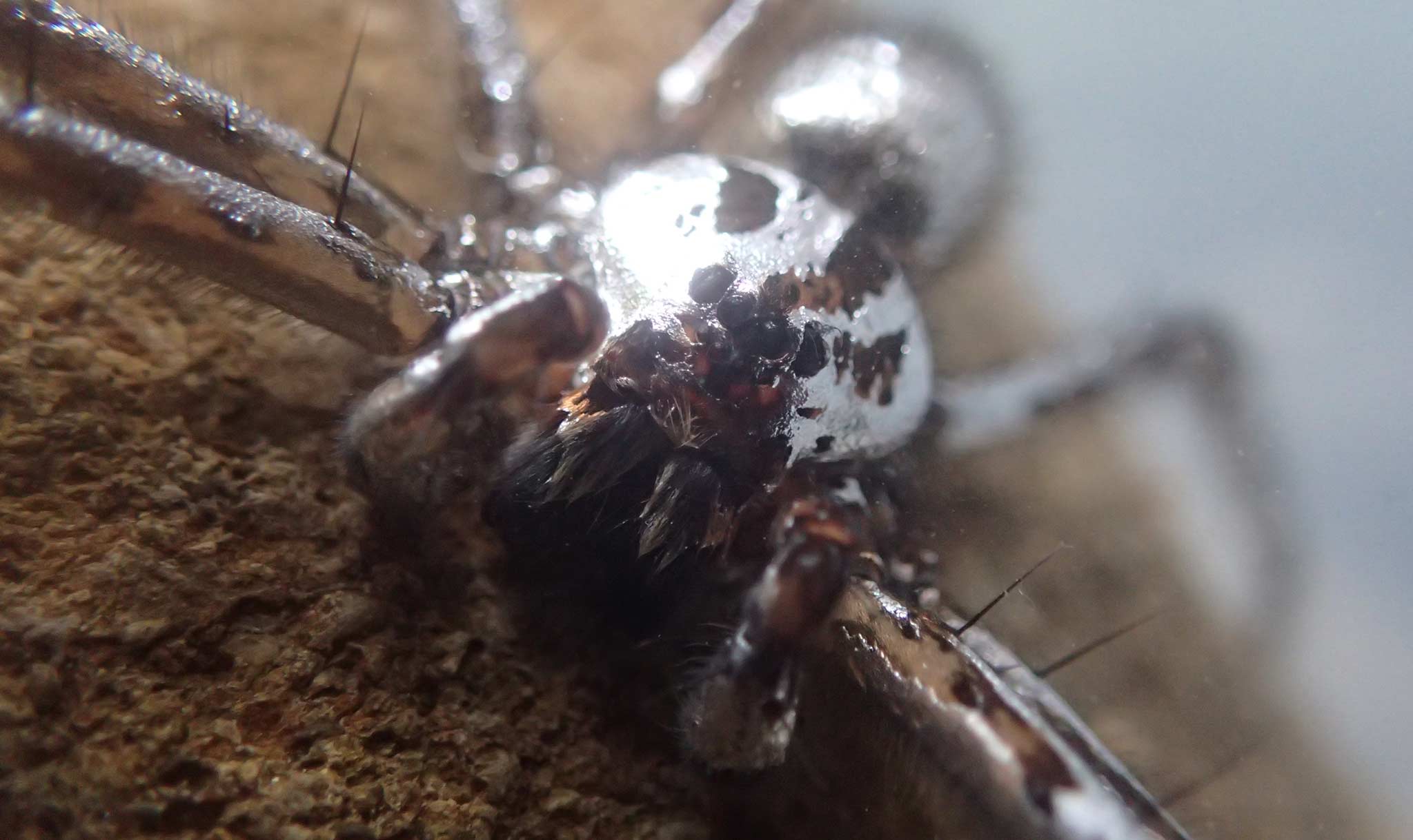 News-O-Matic | A Scuba-Diving Spider!