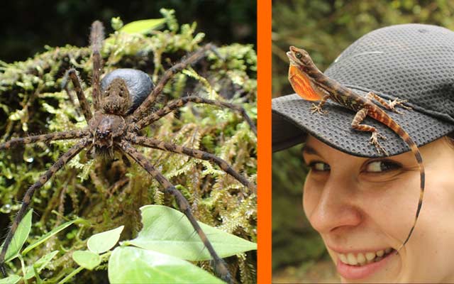 News-O-Matic | A Scuba-Diving Spider!